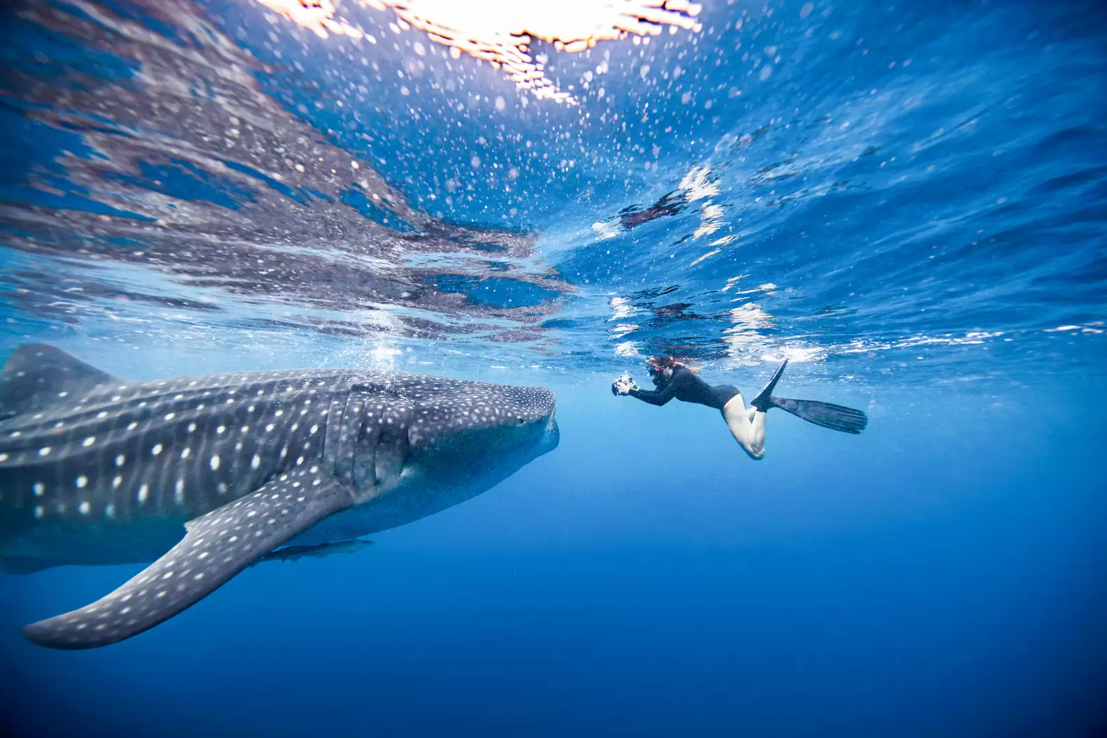 Whale Sharks - Healing Haven